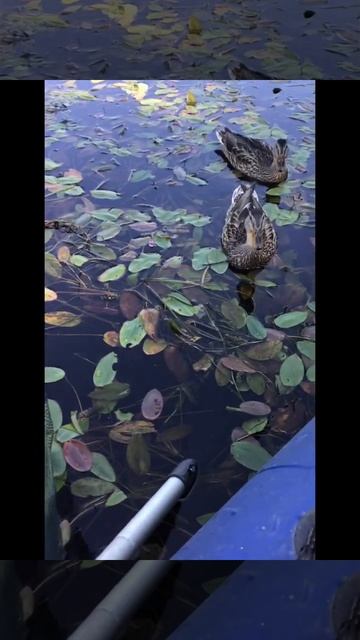 Ленобласть.27.07.2024. Часть 117. Утята_ Лови рыбку, а мы тихонечко подождем рыбный обед