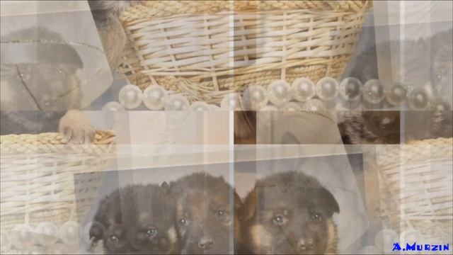 Stive Morgan - Last Haven in Space (2011)