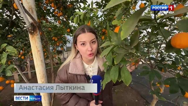 Крымчане могут посетить лимонарий в селе Червоное Сакского района