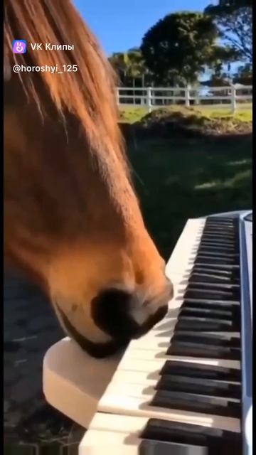 Приколы с животными