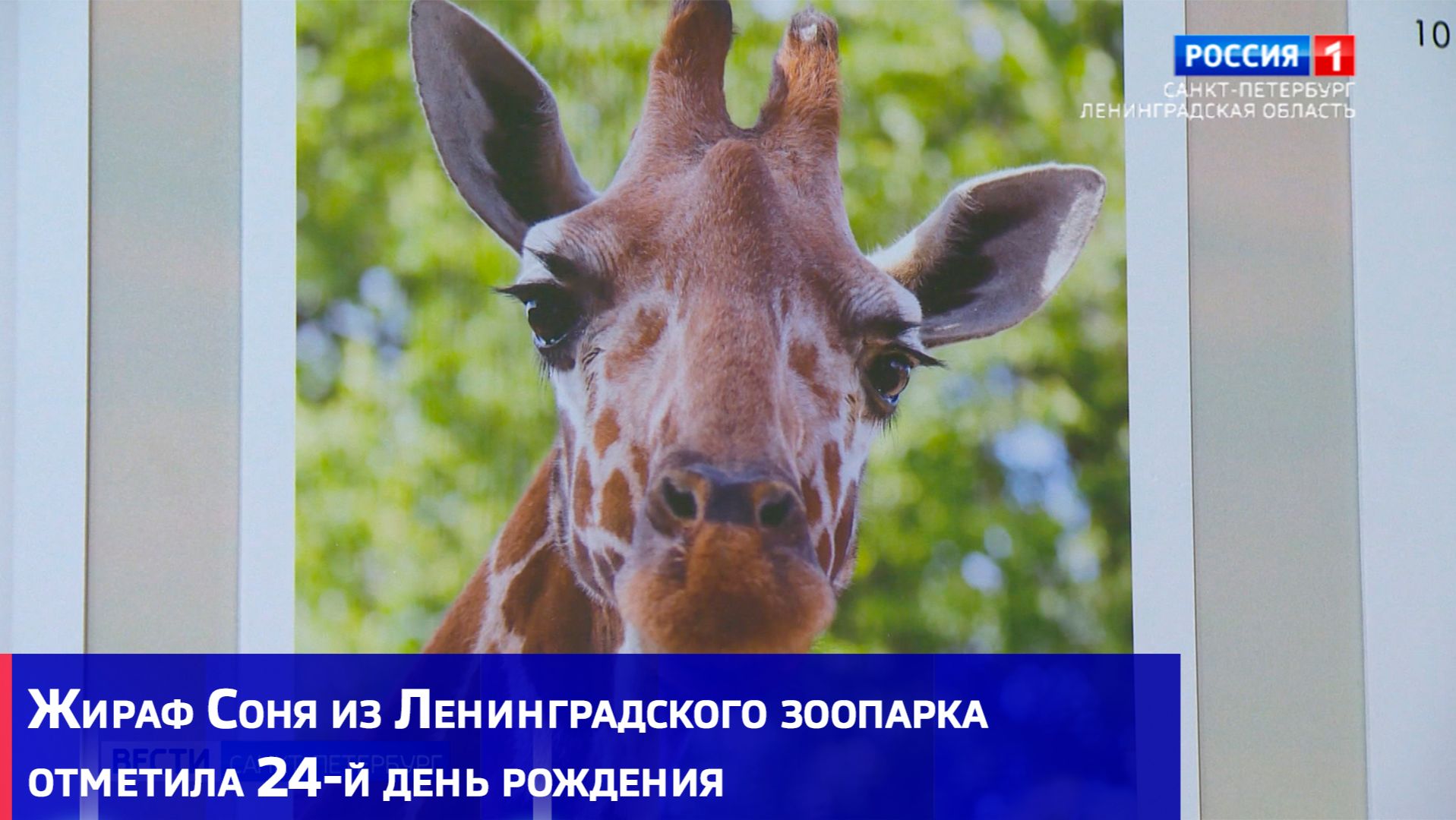 Жираф Соня из Ленинградского зоопарка отметила 24-й день рождения