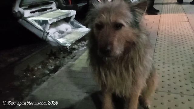 Собака у поезда, села рядом, холодно, проезжаем Лиски