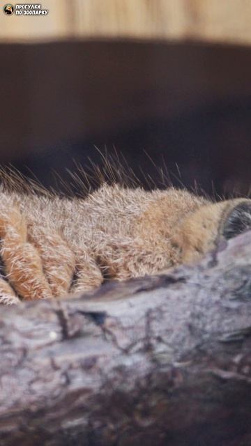 Манул Намика лениво почёсывается. Ленинградский зоопарк