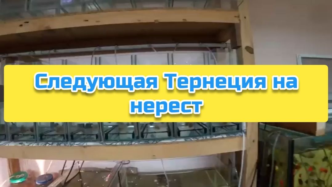 Следующая Тернеция на нерест