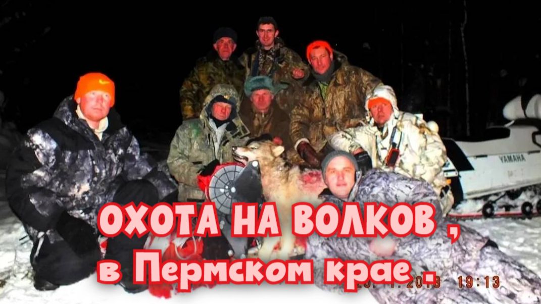 ОХОТА НА ВОЛКОВ  , в Пермском крае .#охотасгончей#собака #животные#топ#hunting#ОХОТА НА ВОЛКОВ