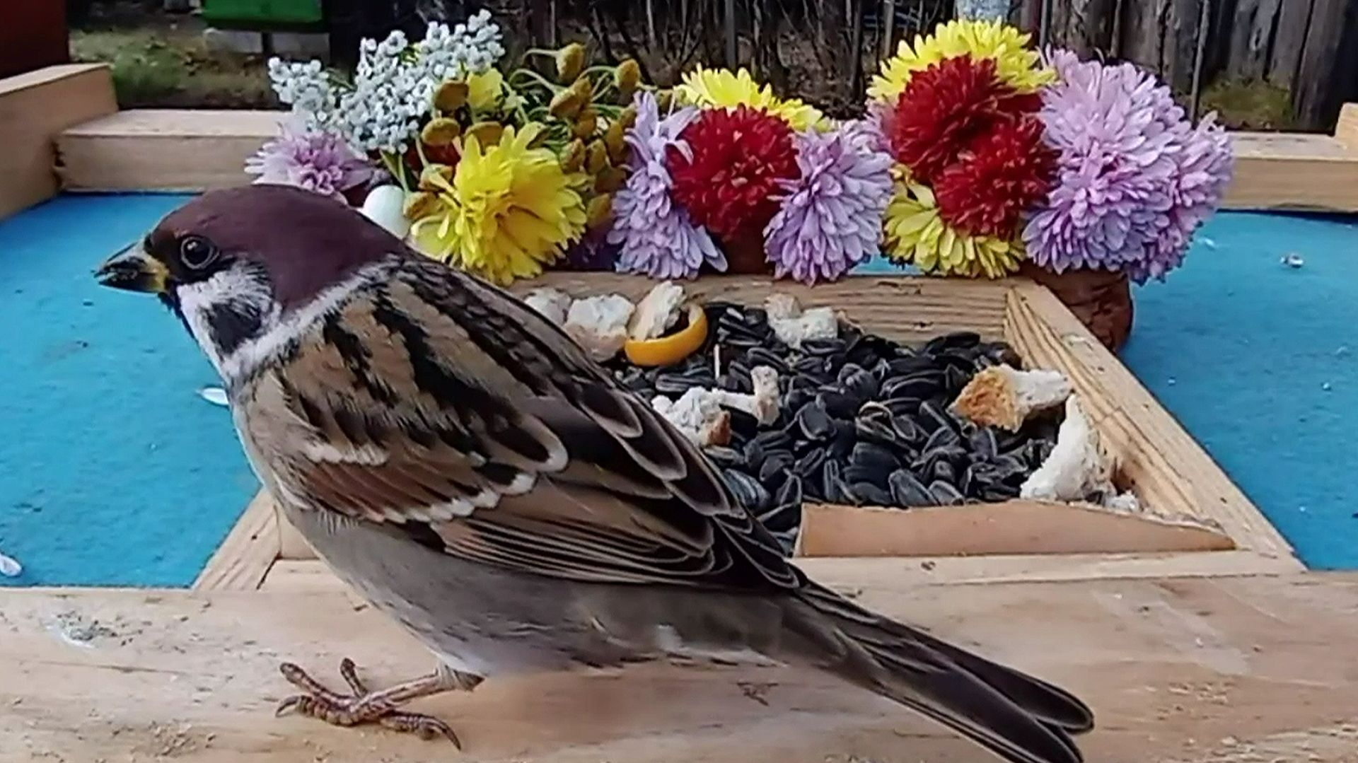 Наблюдение за птицами