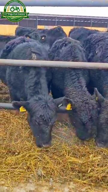 Кормораздатчик от завода "Навигатор-НМ"