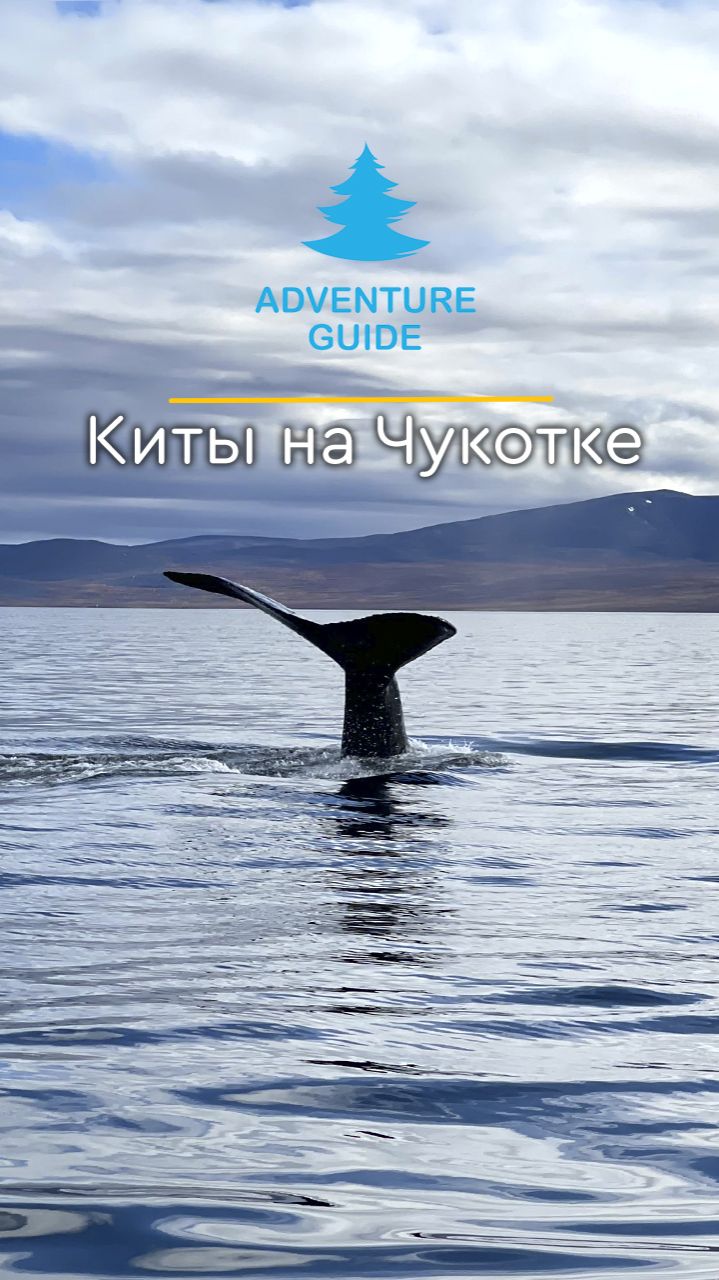 Киты на Чукотке #киты