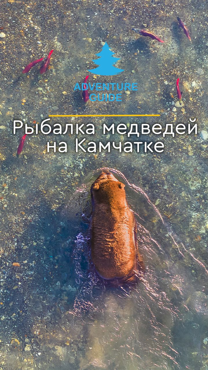 Рыбалка медведей на Камчатке