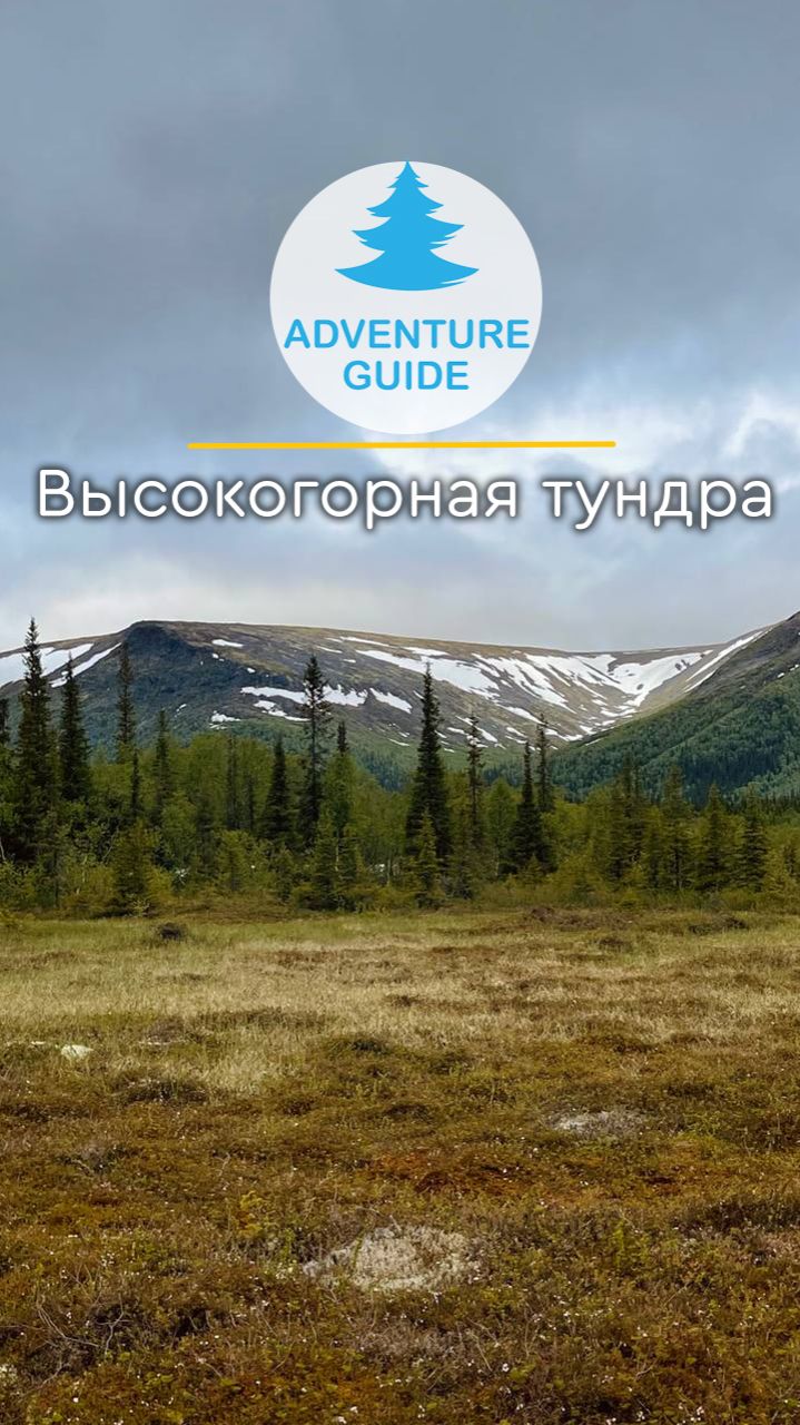 Высокогорная тундра  #travel #тундра #кольскийполуостров