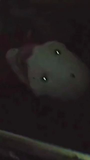 Вы точно доктор? Забавный момент из игры Routine  #thelisris #лисрис #games #fun #vtuber