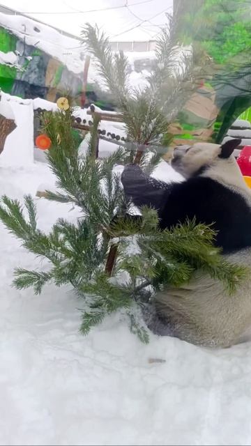 🐼 Совмещение приятного 🎄 с полезным 🍏