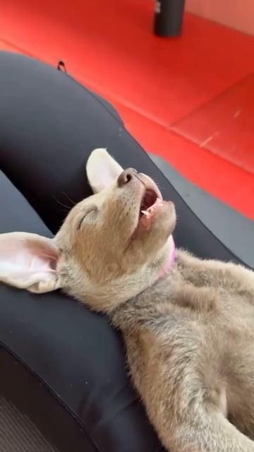 Релаксация.. 😺