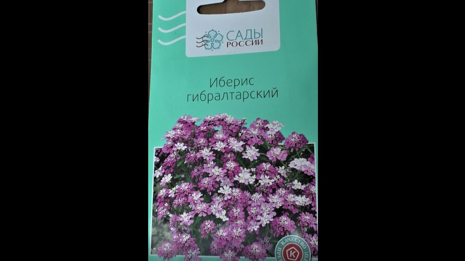 Иберис из семян