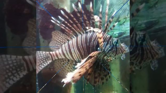 Крылатка-зебра