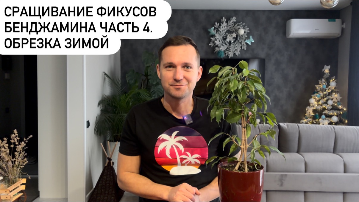Сращивание фикусов Бенджамина.Часть 4. Обрезка зимой