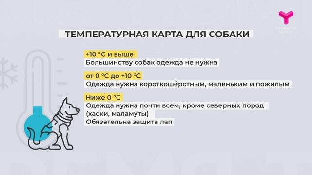 Температурная карта для собак