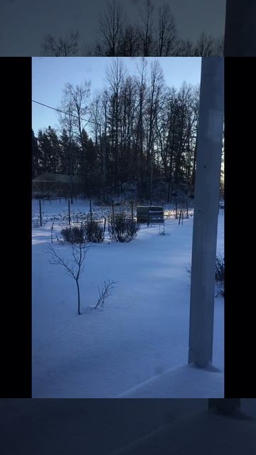 Ленобласть. Хвойное. Со Старым Новым годом