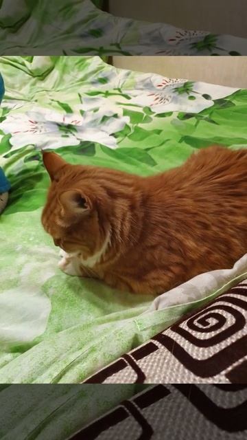 На изготовку!