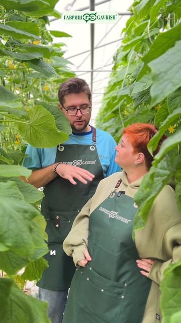 ОГУРЦЫ: СЕЗОН 2026!