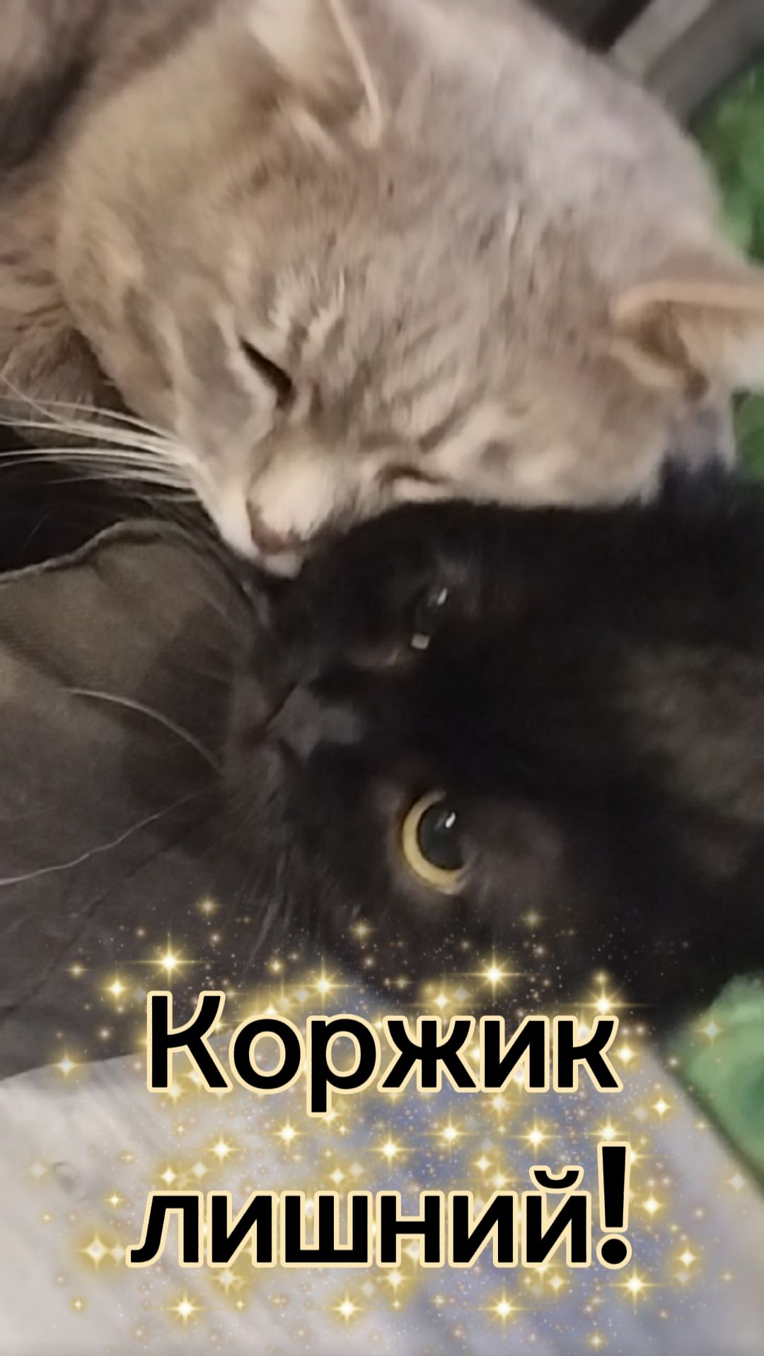 Коржик - третий лишний