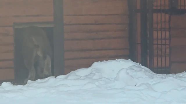 Шерхан-бегунишка,дом вольера 2 проверил,Симу посмотрел,бегом к Ивану бегать 14.01.2026г.
