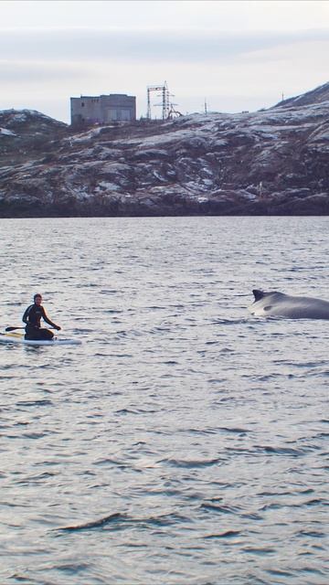 Киты севера