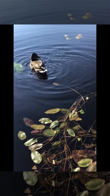 Ленобласть.27.07.2024.Часть 120.Утята_ Завтрак для одноглазой уточки.Мальчики у нее еду отбирают