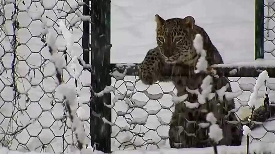 Играющие в снегу в Сочи леопарды попали на видео