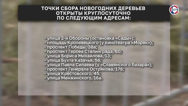 В Севастополе открыты площадки для сбора новогодних елок