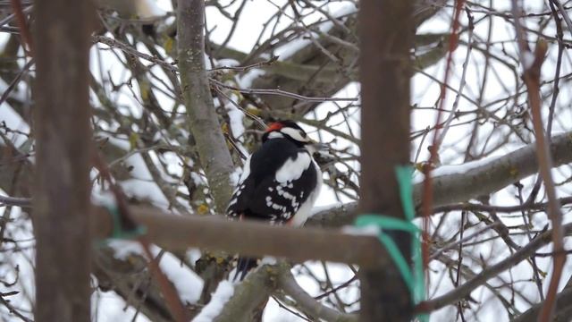 Малый пёстрый дятел