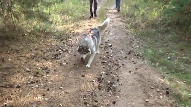 Сергей Образцов Природа и дети