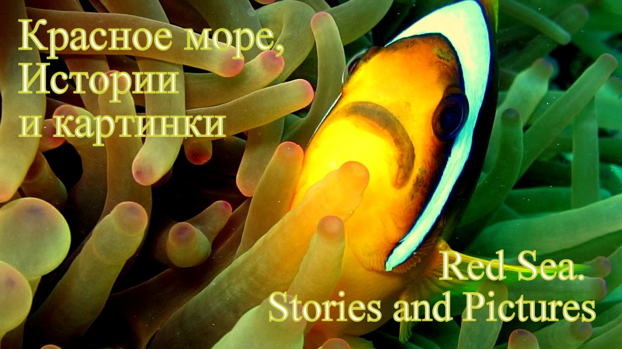 Красное море. Истории и картинки
