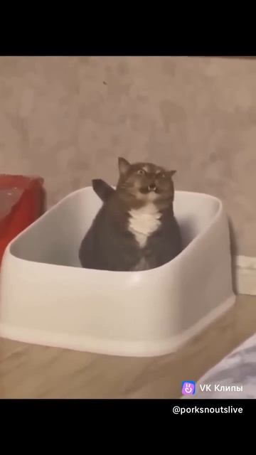 Приколы с животными