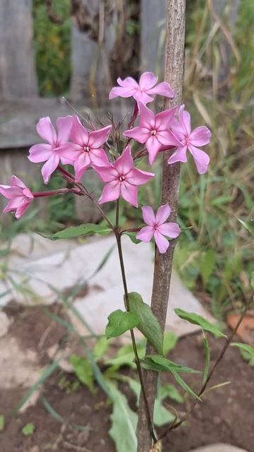 Бегущая по волнам