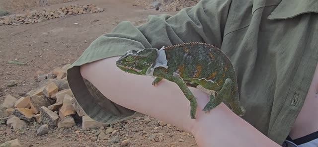 Сокотра, знакомимся с местными детьми и хамелеонами, песок как снег в горах