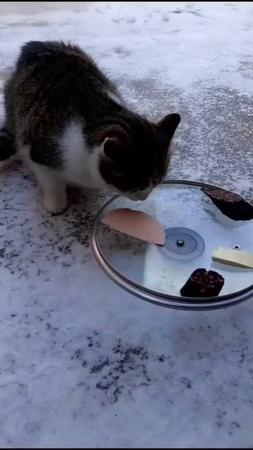 Поле чудес с котом