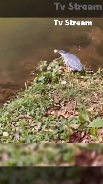 Птица ловит рыбу 🐟 с наживкой.