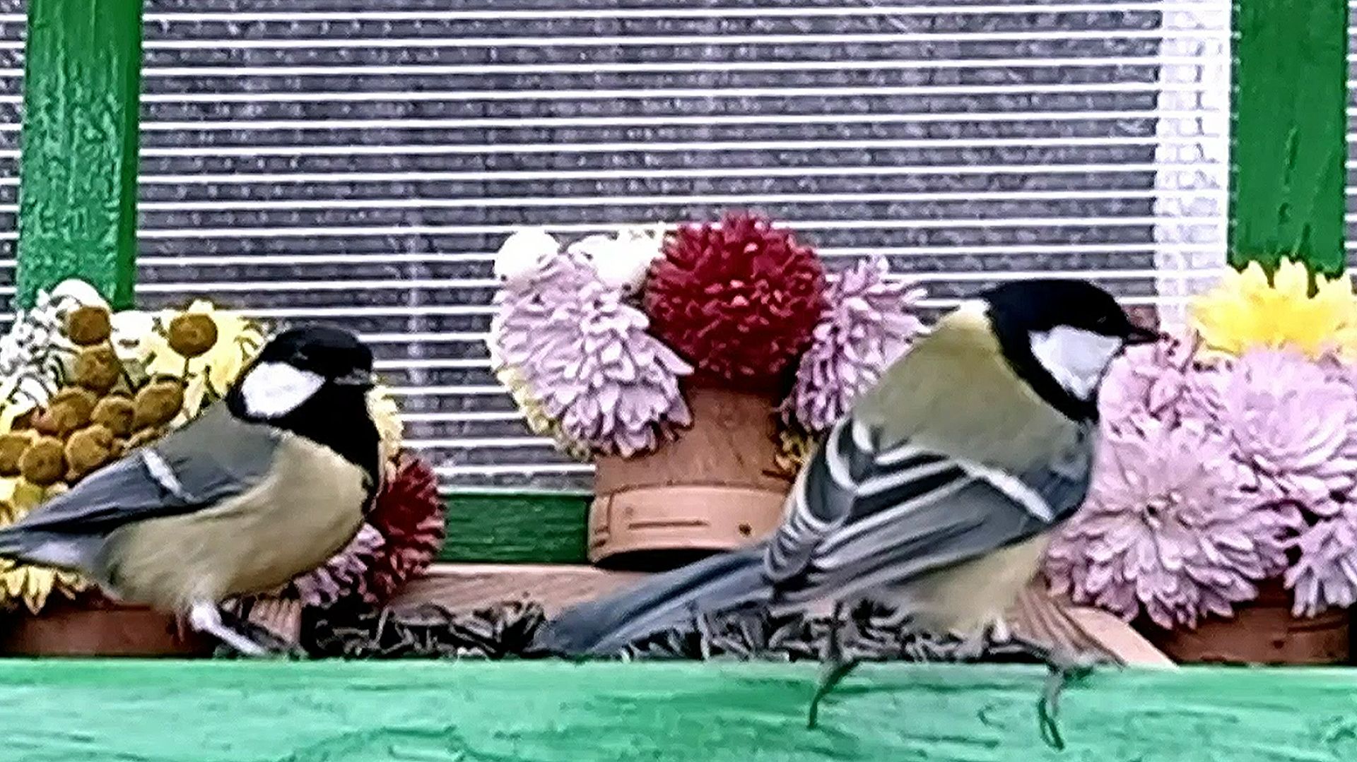 ВидеоОхота на Птиц