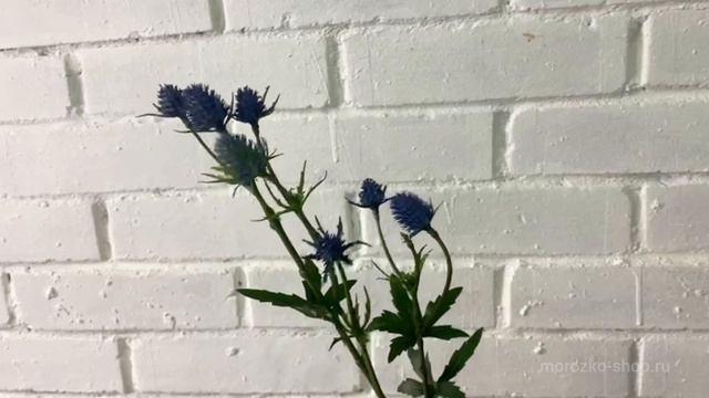 Декоративная ветка ЭРИНГИУМ СИНИЙЭ, 50 см, 215665-81