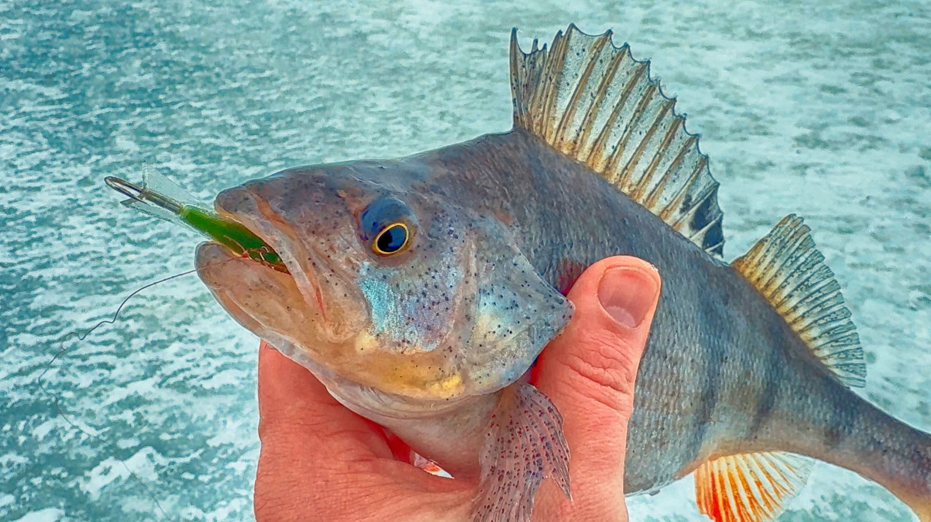 ПЕРВАЯ РЫБАЛКА ПОСЛЕ ТОГО, КАК Я ПРОВАЛИЛСЯ! Поклевки в эхолот крупным планом.