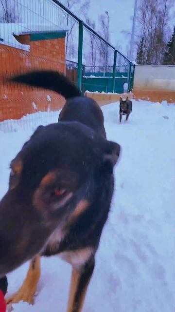 "Забавы Князя" ❥ Приют в Малинках #приютдляживотных