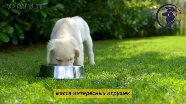 Как изменить поведение собаки? Кинолог Игорь Алтайский.