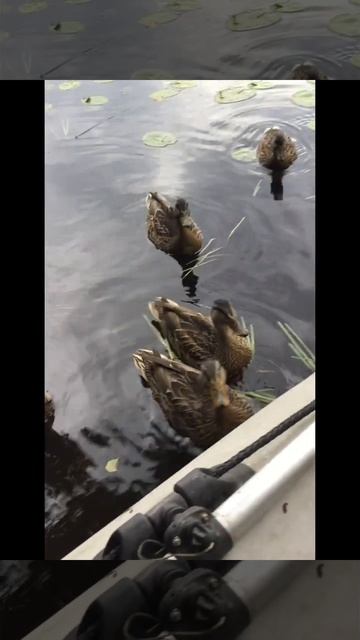 Ленобласть.28.07.2024..Часть 121.Утята_ Утренний сбор стайки старших утят и завтрак