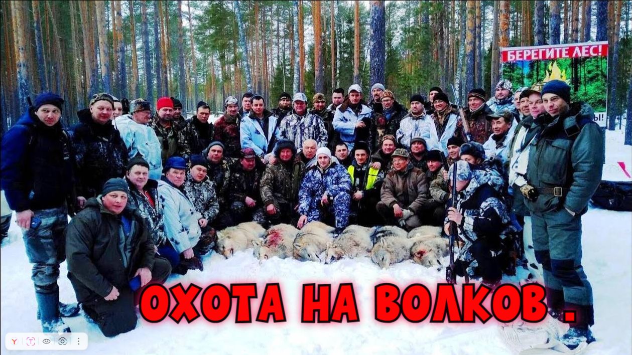 ОХОТА НА ВОЛКОВ .#охотасгончей#собака #животные #топ #hunting #волки