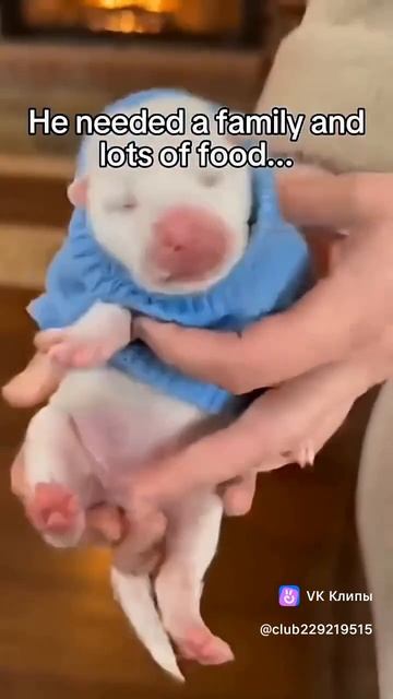 Приколы с животными