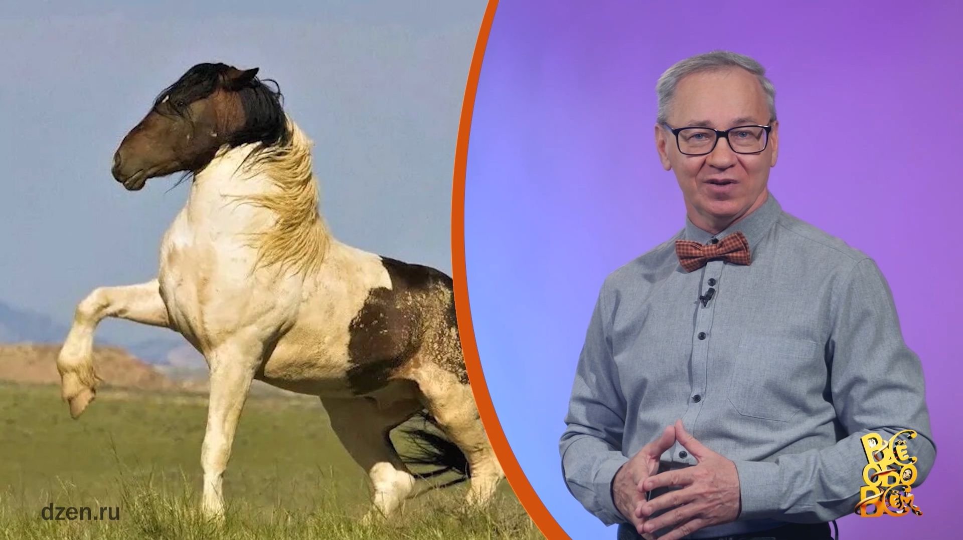 Всё обо всём. Казахские лошади. Выпуск от 15.01.26