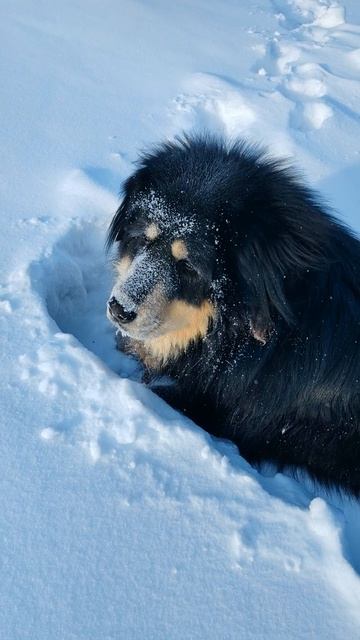 -38°С, а наш Батыр спит в СУГРОБЕ! 🥶🐕
