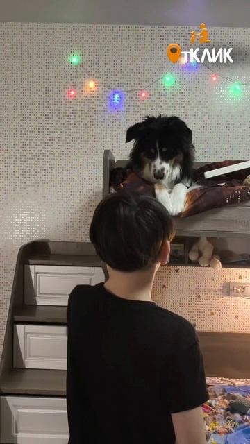 Собака на кровати