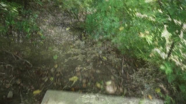 Про лягушек Владивостока.